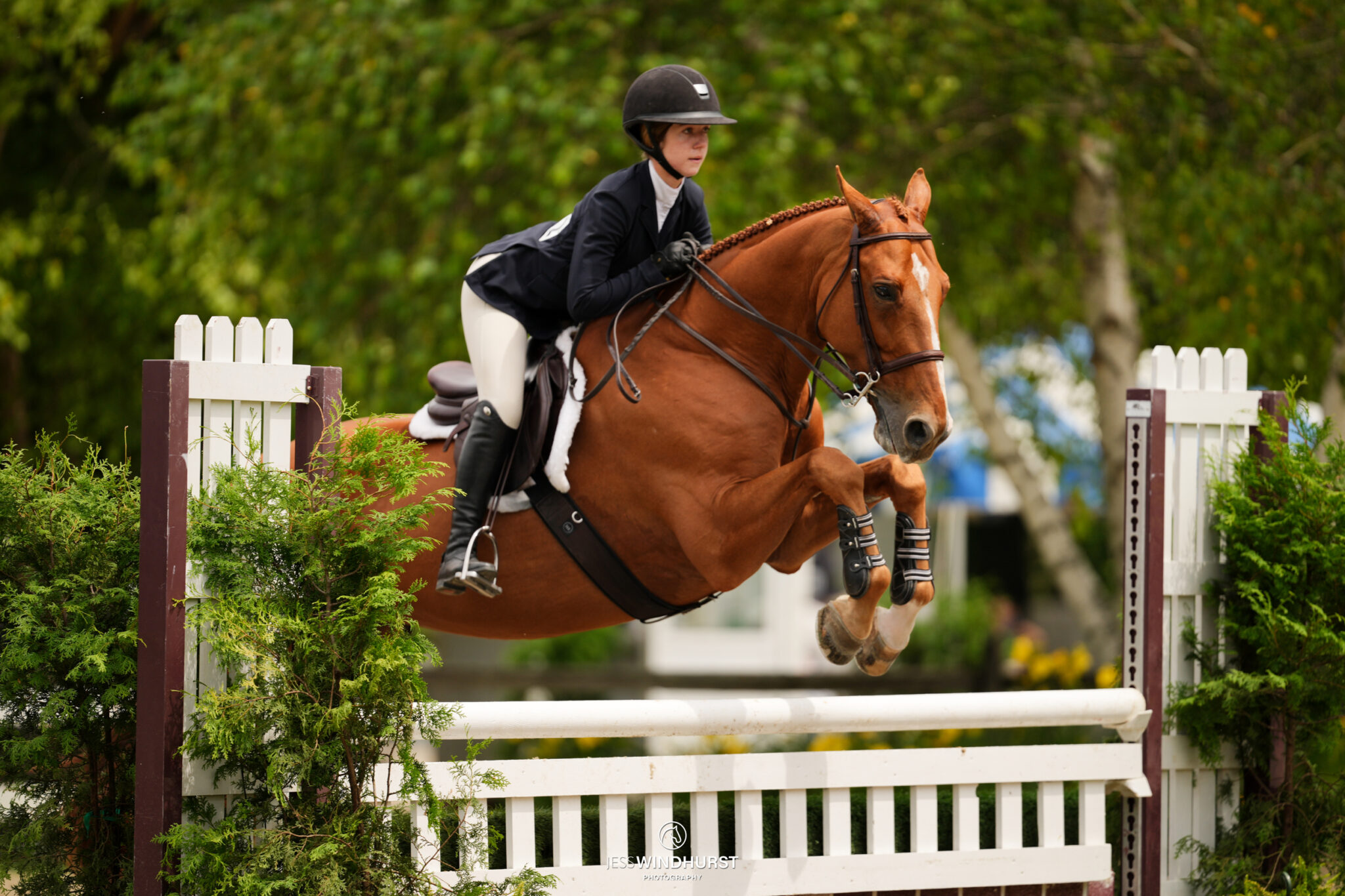 Equestrian Resumé